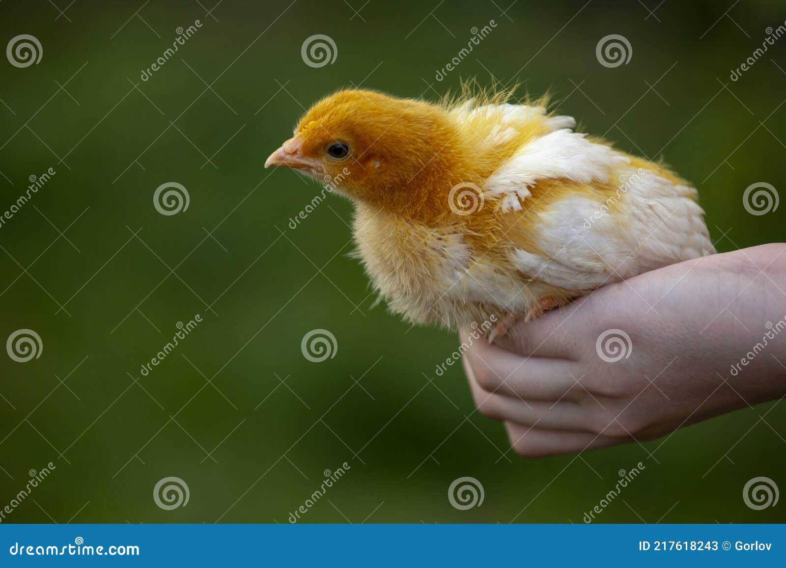 Image of baby chicken hand stock image. Image of grass - 217618243