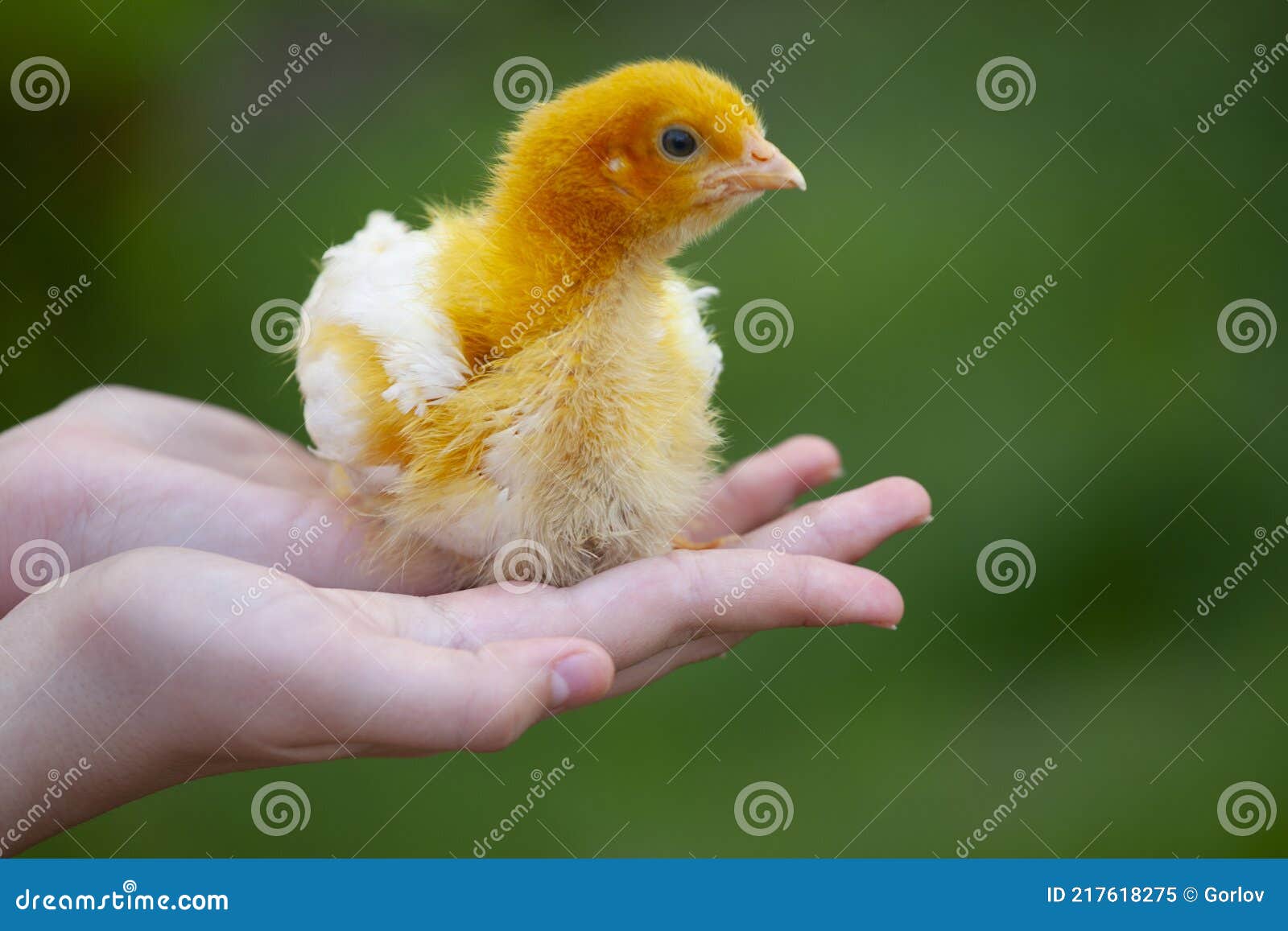 Image of baby chicken hand stock image. Image of care - 217618275