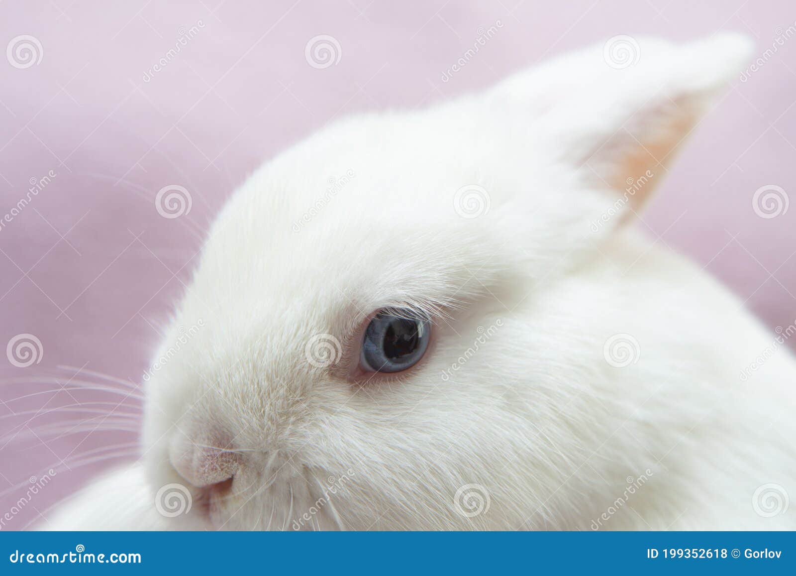 Image of Baby Rabbit Animal Stock Photo - Image of funny, hare: 199352618