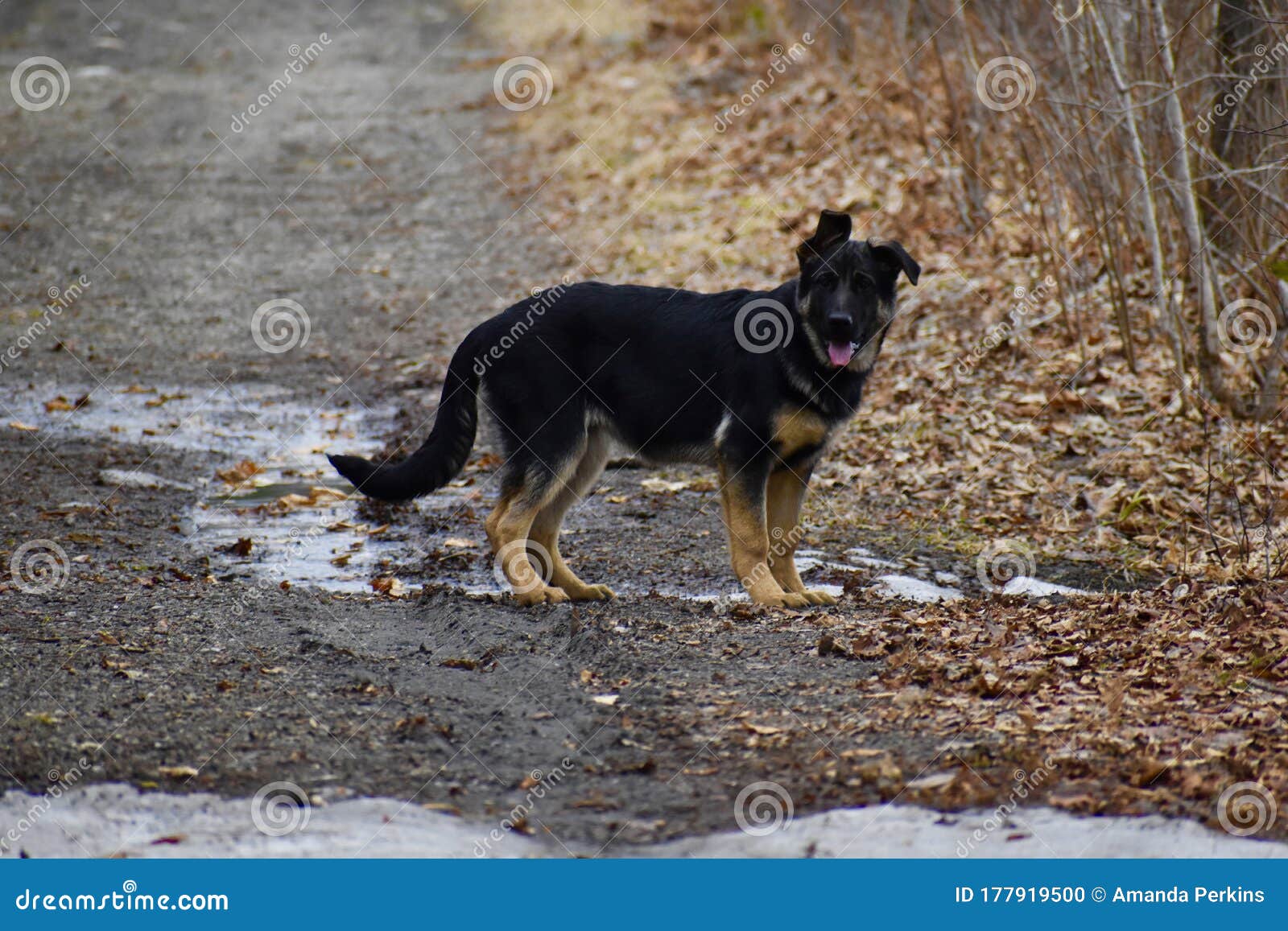 German Shepherd Puppy with One Ear Up. Stock Photo - Image of standing ...