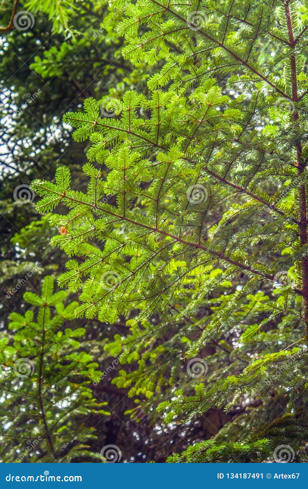 Background Branch of a Young Tree in a Forest of Spruce Stock Image ...