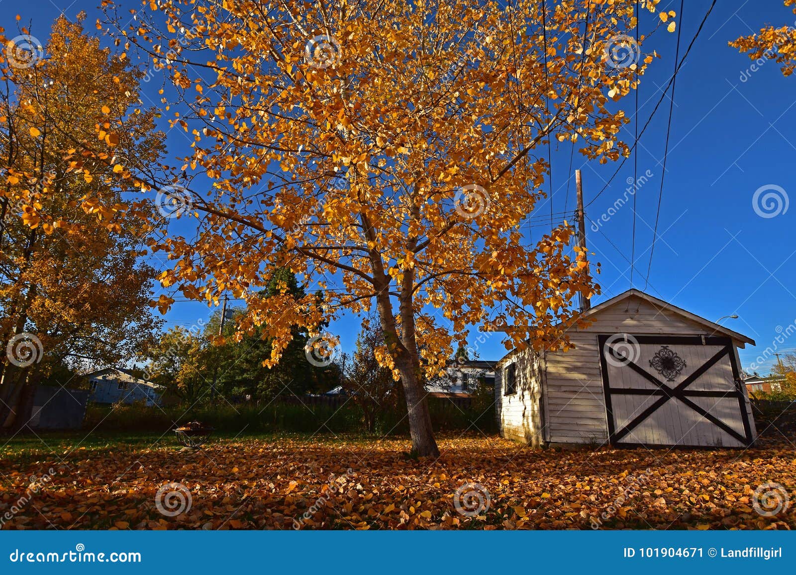 Backyard in Autumn stock image. Image of leaves, foliage - 101904671