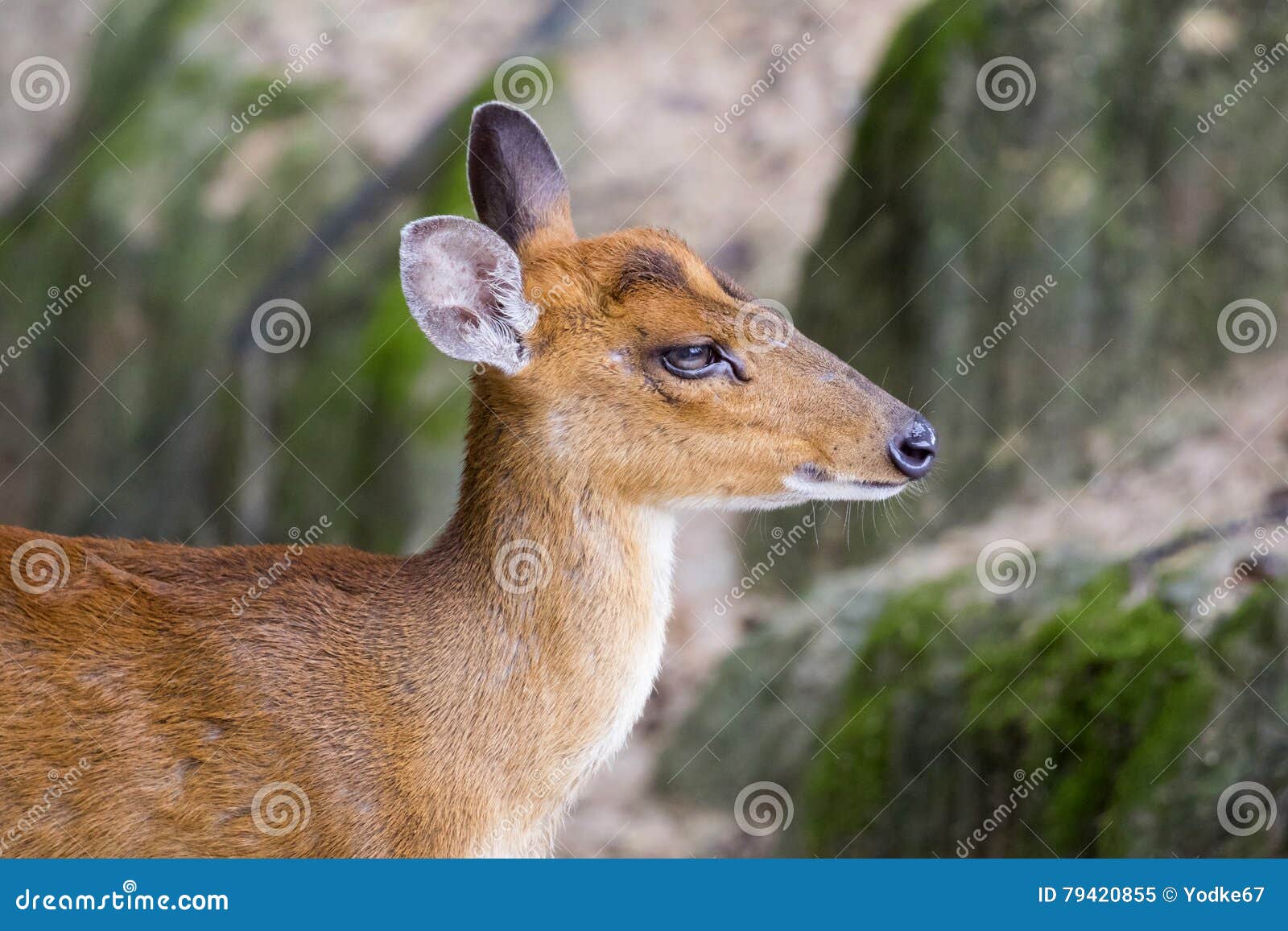 Image of a barking deer stock image. Image of india, face - 79420855
