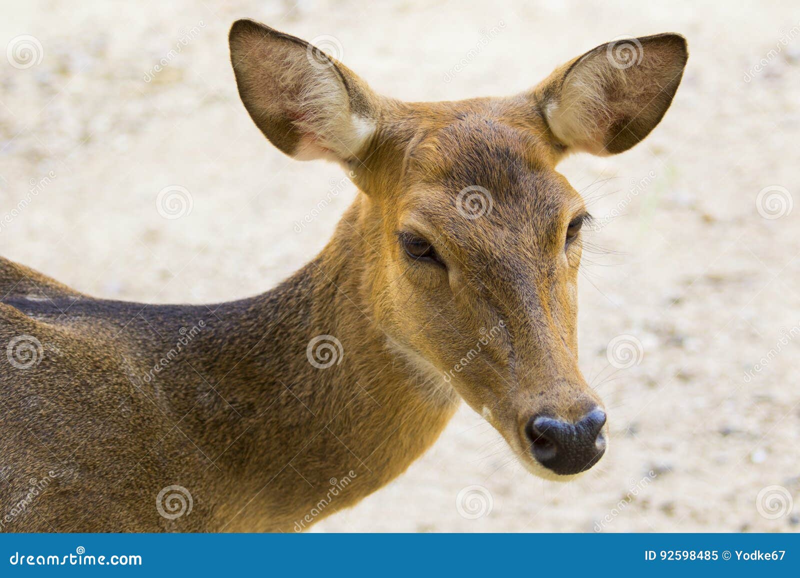 Image of a Barking Deer on Nature Background. Stock Image - Image of ...