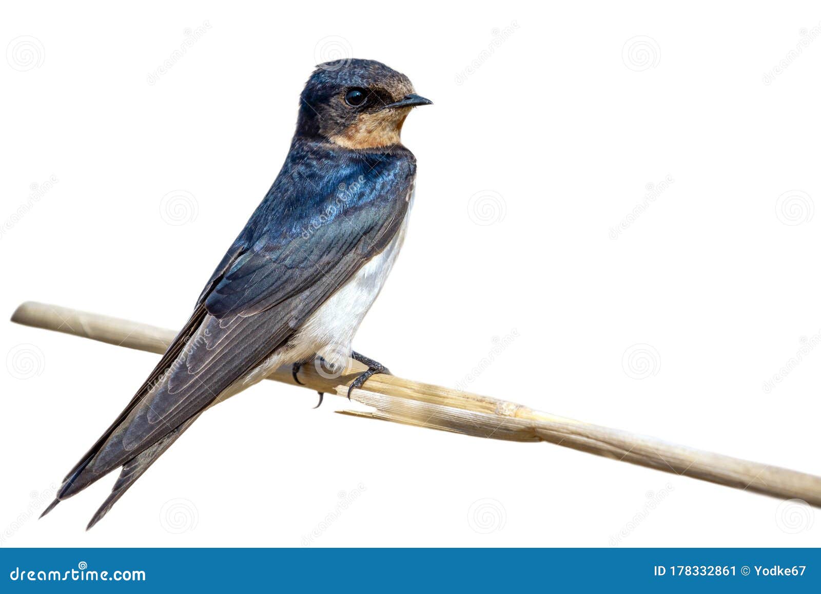 Bird Swallow Realistic Black Silhouette Royalty-Free Illustration ...