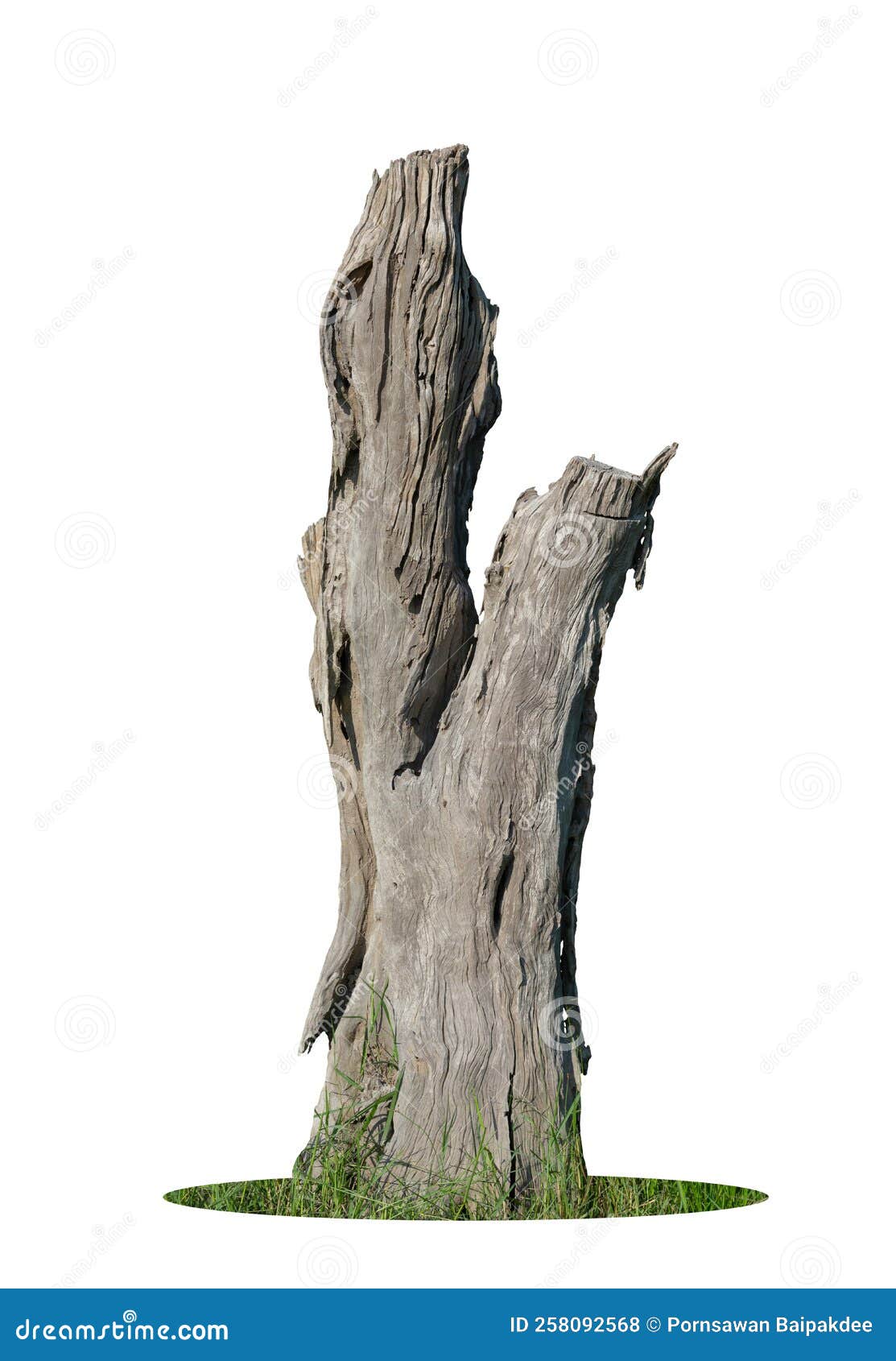 Image of the Base of an Old Dry Tree Stock Photo - Image of background ...