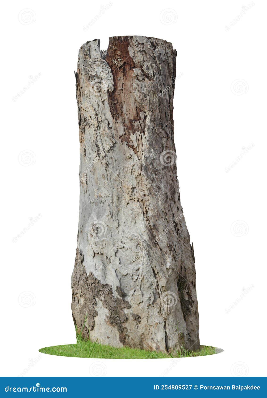 Image of the Base of an Old Dry Tree Stock Image - Image of design ...