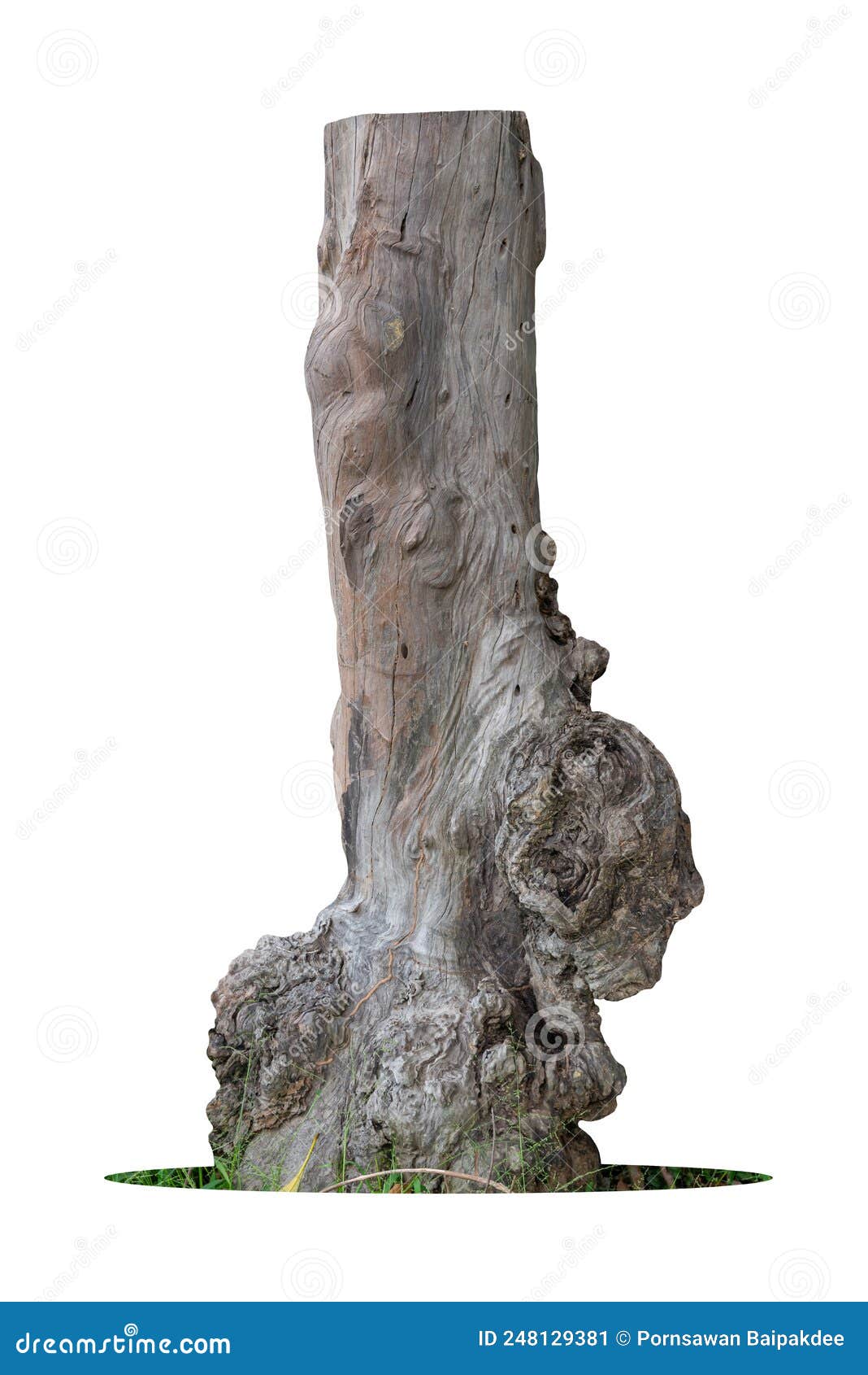 Image of the Base of an Old Dry Tree on a White Stock Image - Image of ...