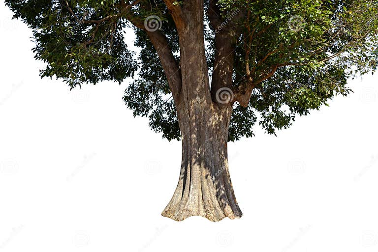 Image of the Base of an Tree Stock Photo - Image of leaves, forest ...