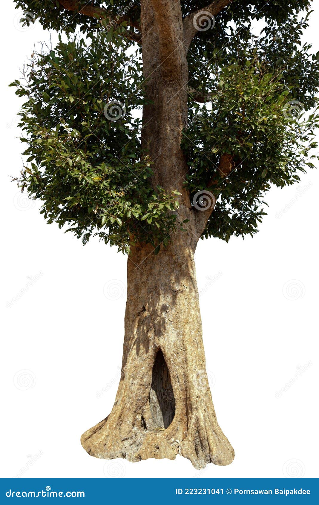 Image of the Base of an Tree Stock Image - Image of texture, simple ...