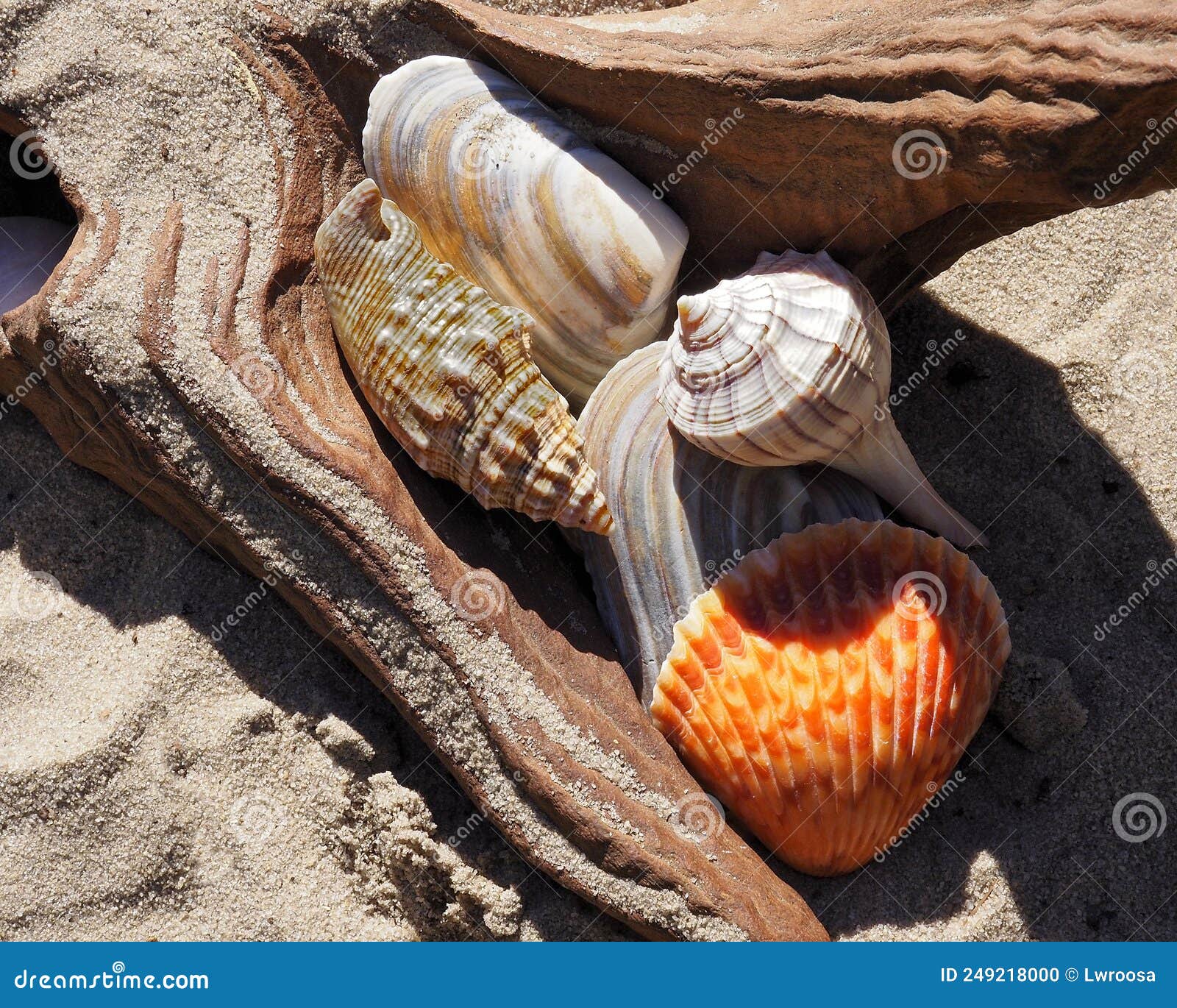 Shells and Driftwood stock photo. Image of scene, shadow - 249218000