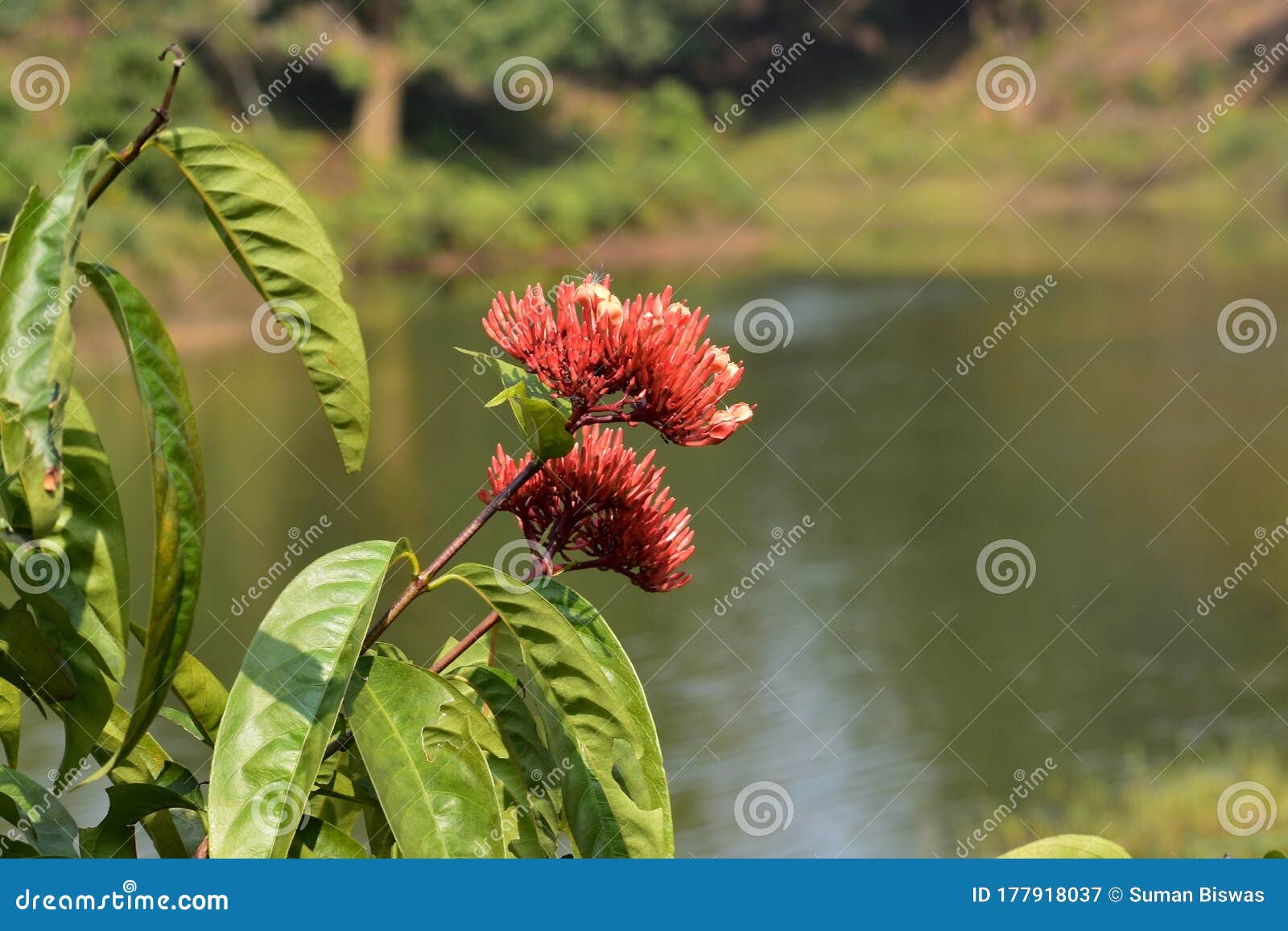 This is an Image of Beautiful Ashoka Flower . Stock Image - Image of ...