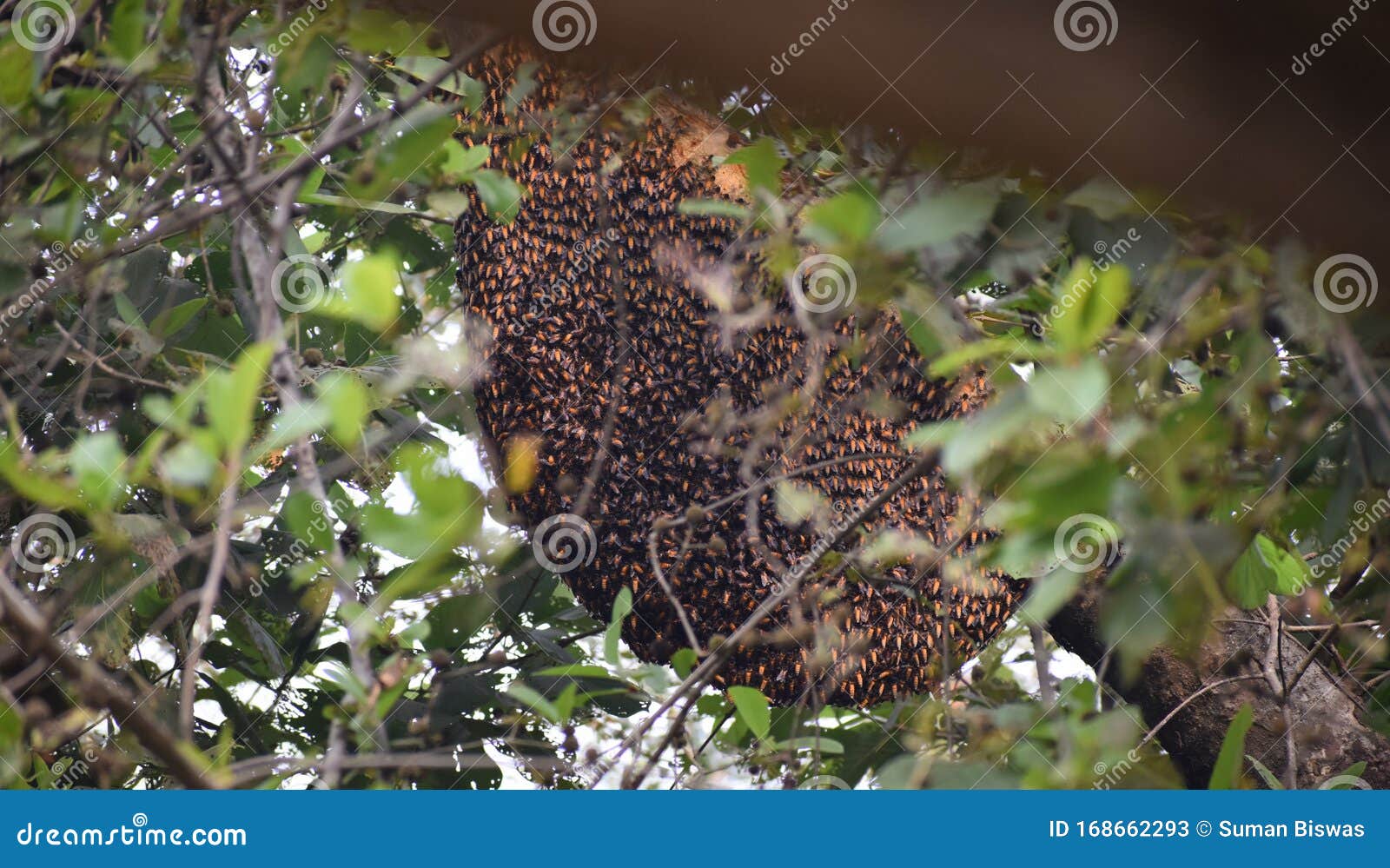 This is an Image of Beautiful Beehive on the Tree Stock Image - Image ...