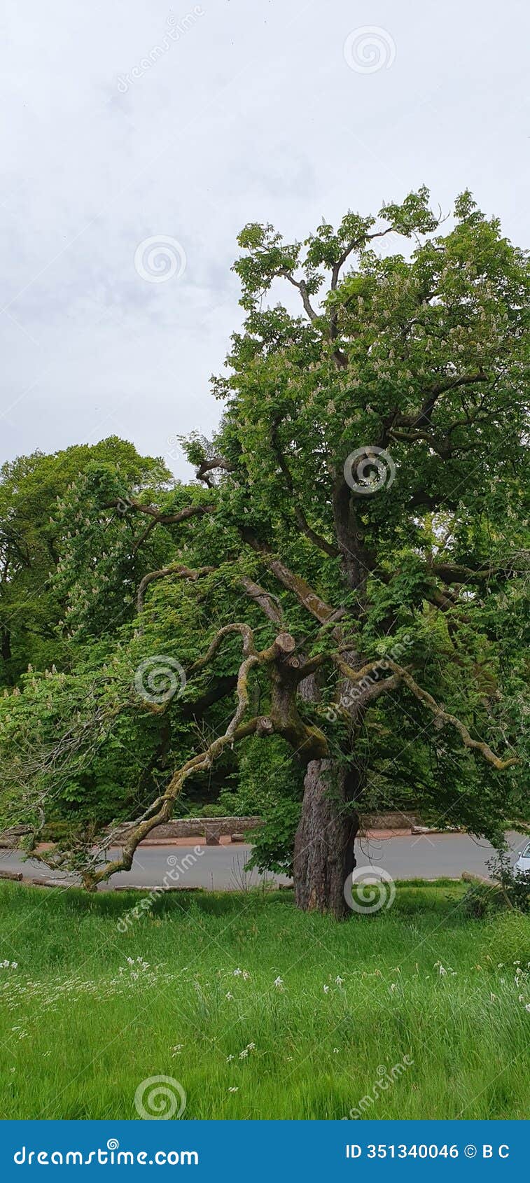 The Image of a Beautiful Big Old Tree Stock Photo - Image of tree ...