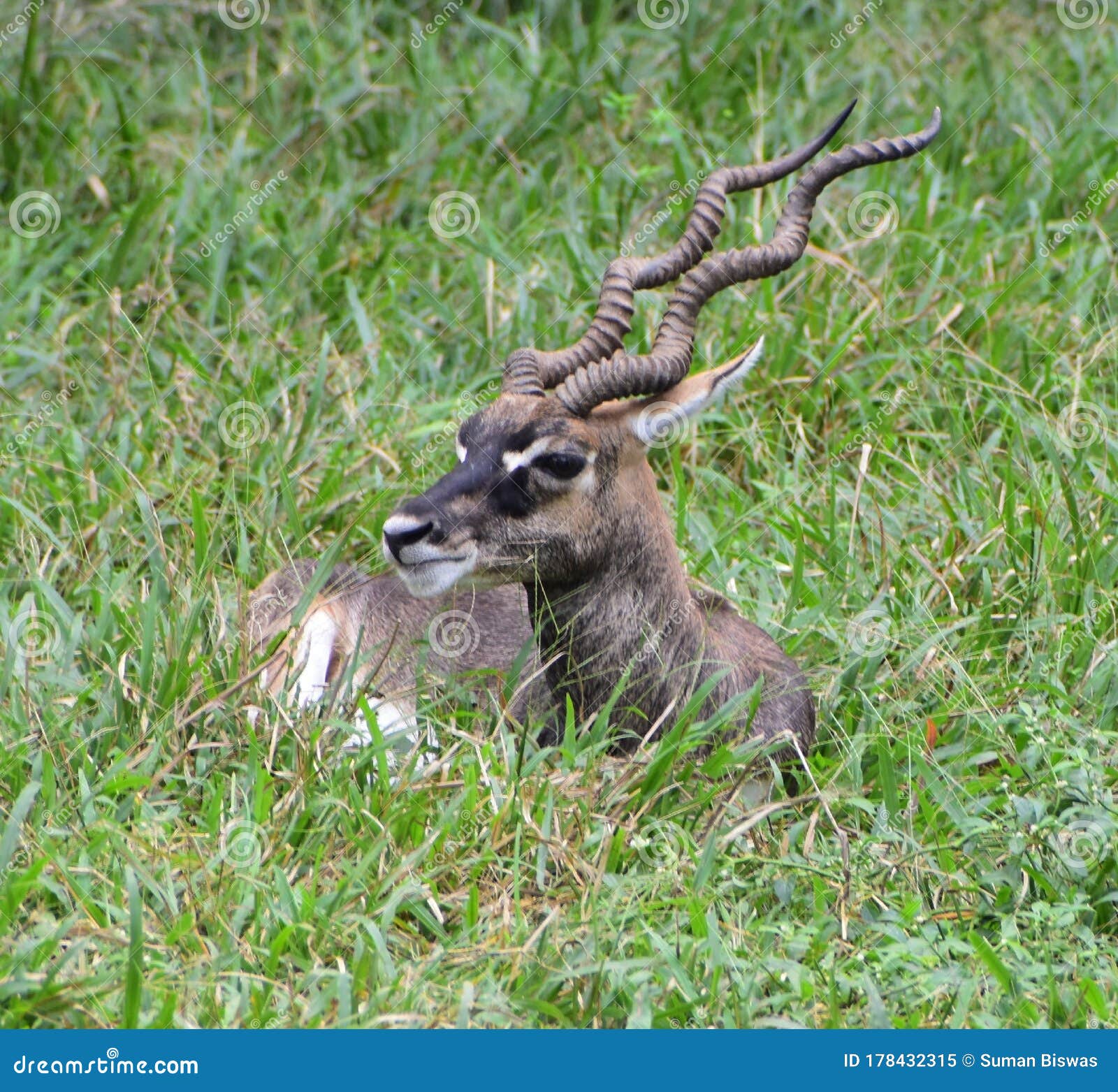 This is an Image of Beautiful Black Buck Deer Sitting on the Grass ...