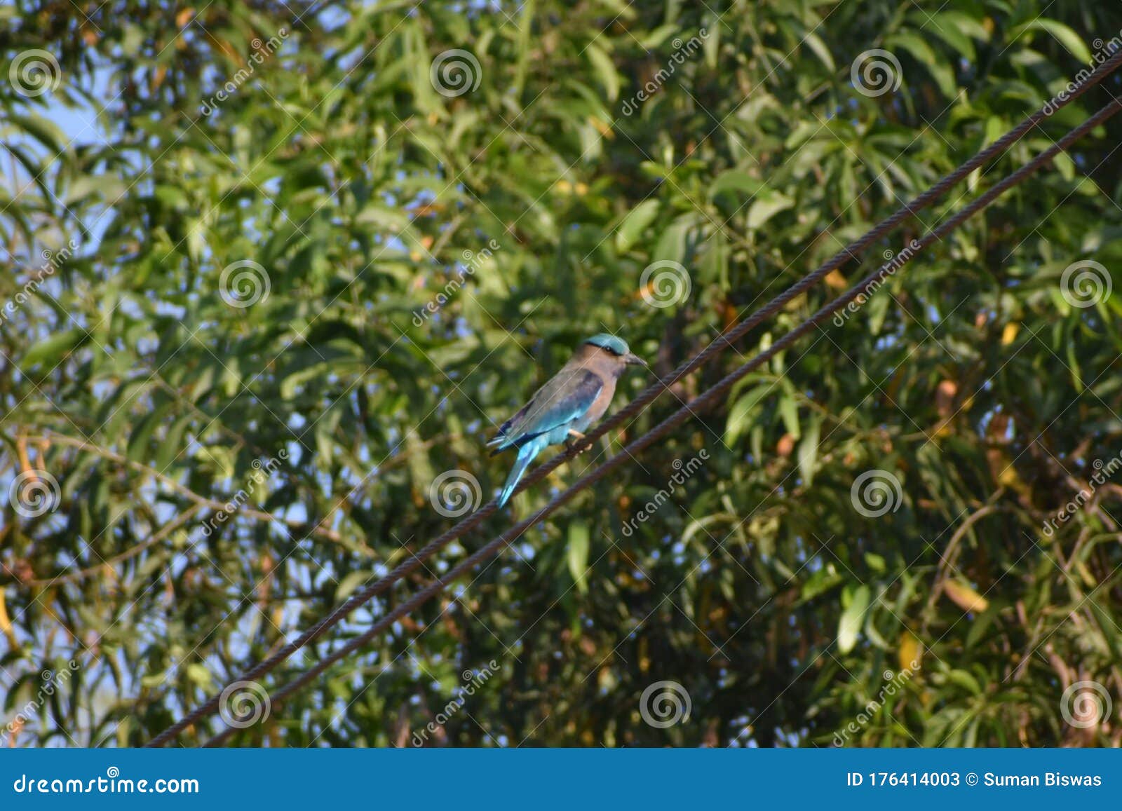 This is an Image of Beautiful Blue Bird in India . Stock Image - Image ...
