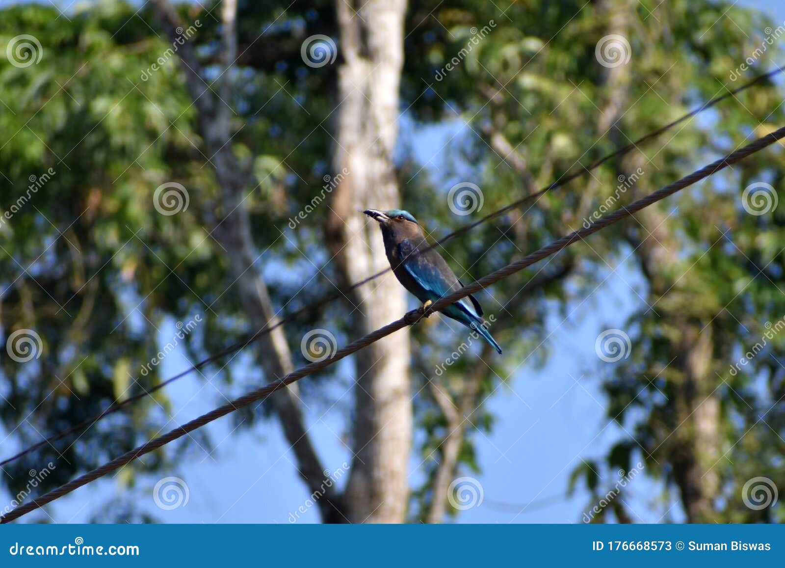 This is an Image of Beautiful Blue Bird in India . Stock Image - Image ...
