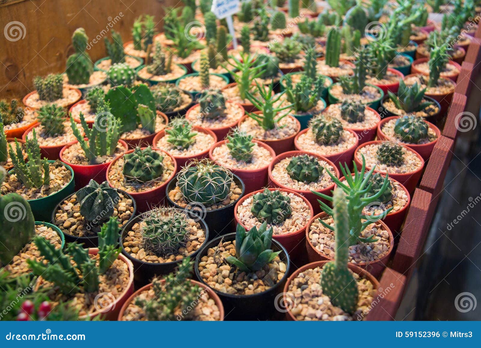 Image of Beautiful Cactus in Pot at Garden Stock Photo - Image of plant ...