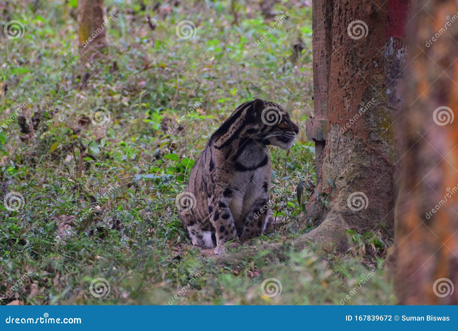 This is an Image Beautiful Clouded Leopard Stock Photo - Image of ...