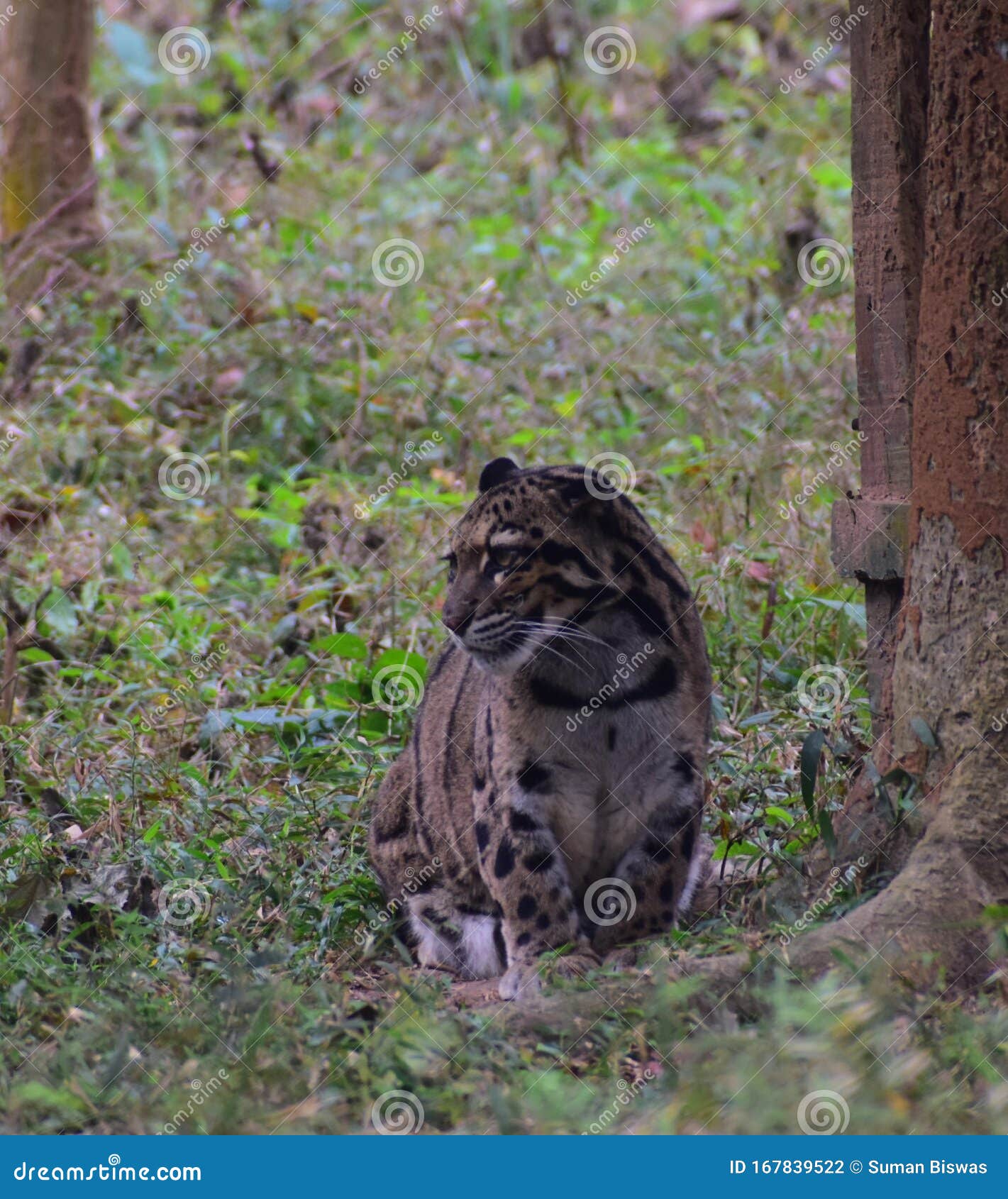 This is an Image of Beautiful Clouded Leopard Stock Photo - Image of ...