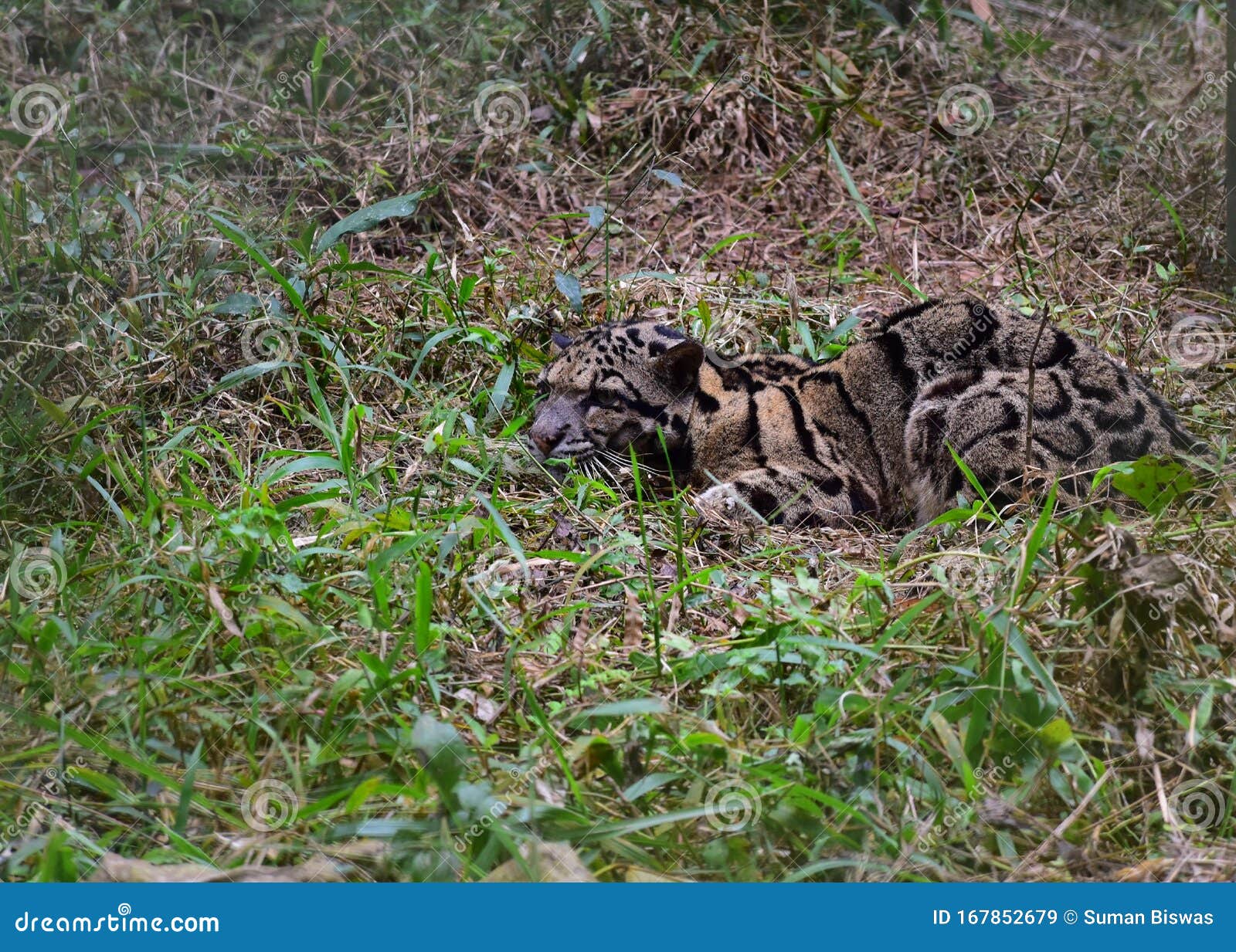 This is an Image of Beautiful Clouded Leopard Stock Image - Image of ...