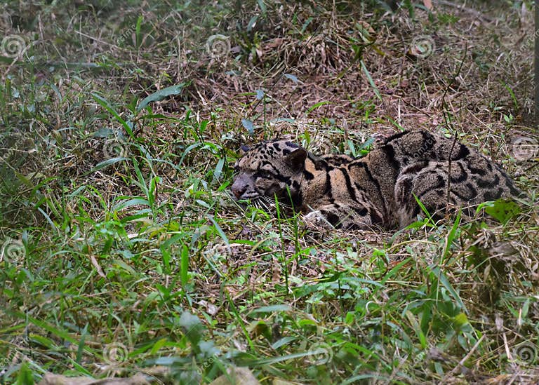 This is an Image of Beautiful Clouded Leopard Stock Image - Image of ...