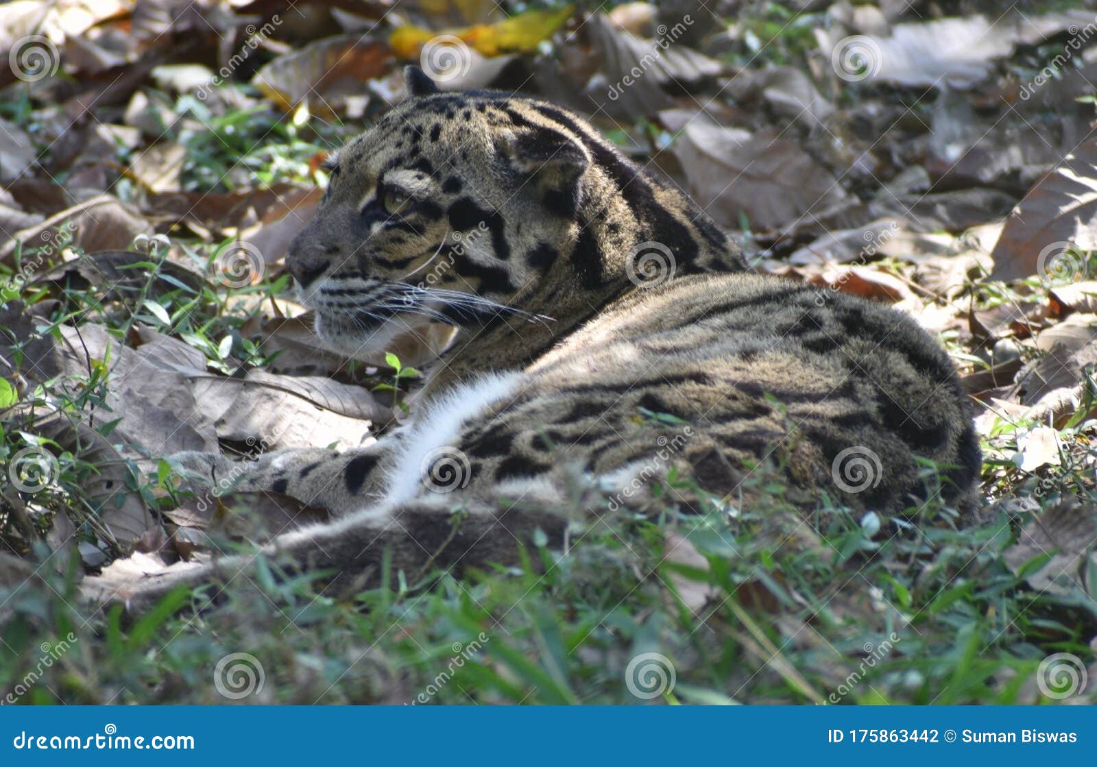 This is an Image of Beautiful Clouded Leopard Sitting on the Grass ...