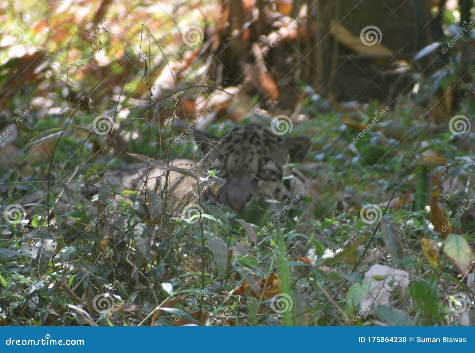 This is an Image of Beautiful Clouded Leopard Sitting on the Grass ...