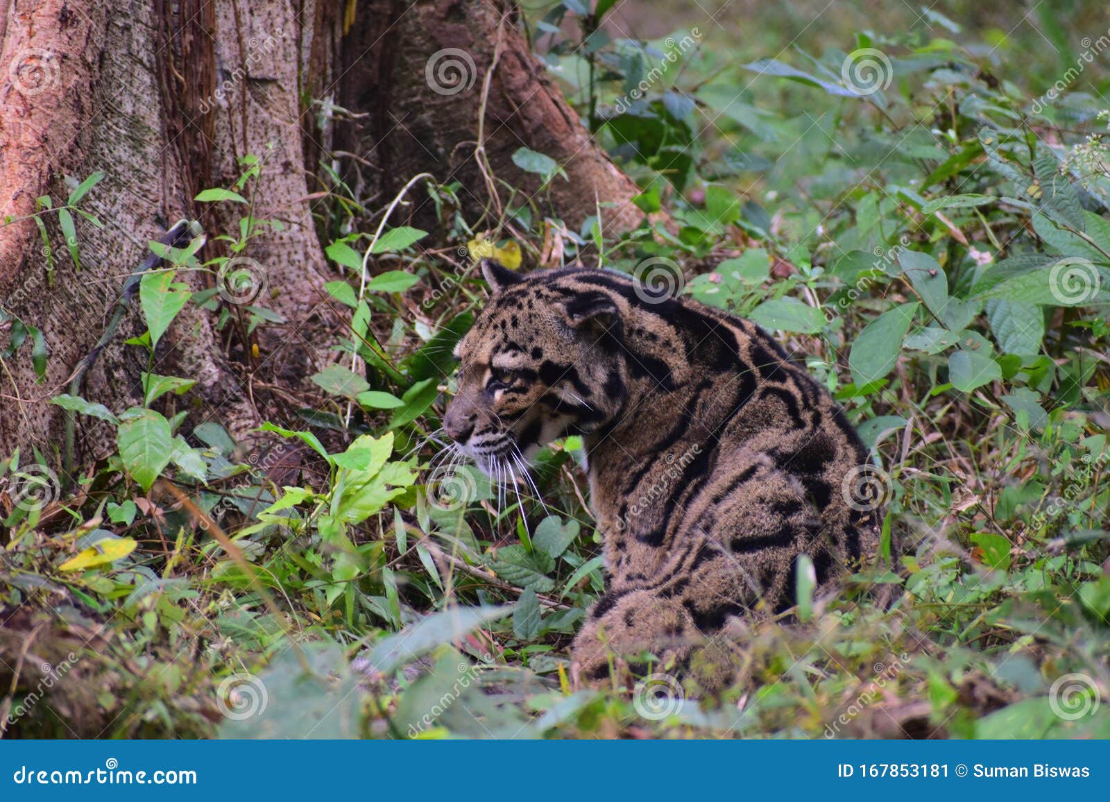 This is an Image of Beautiful Clouded Leopard Tiger Stock Image - Image ...