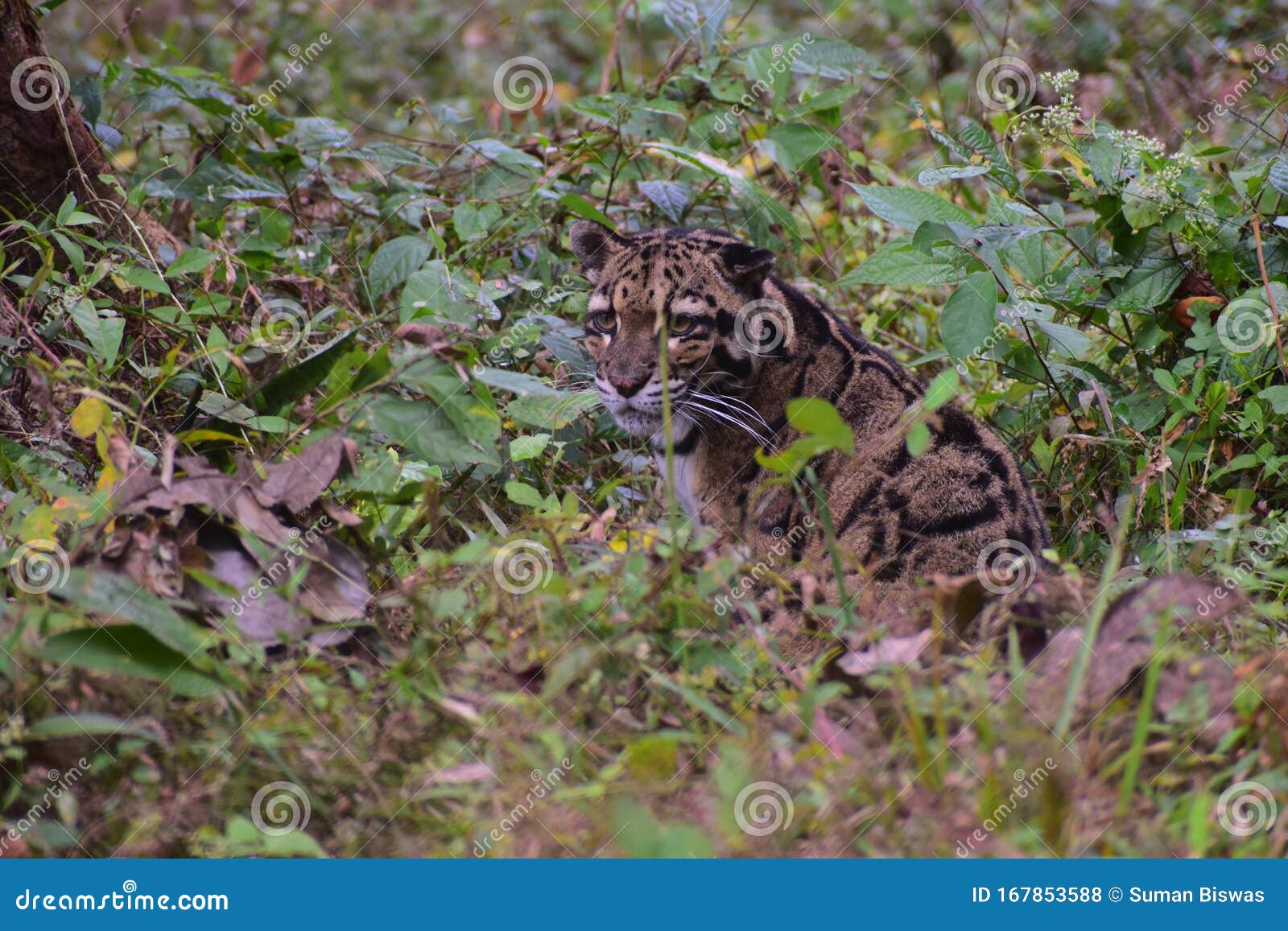 This is an Image of Beautiful Clouded Leopard Tiger Stock Photo - Image ...