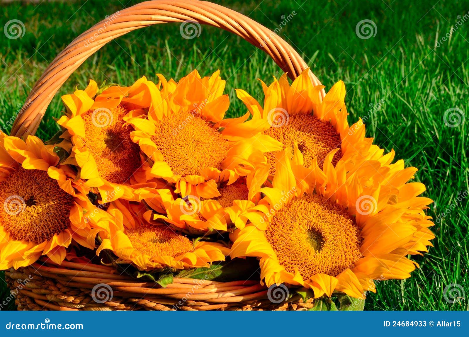 Image of a Beautiful Colorful Sunflowers Stock Image - Image of grass ...
