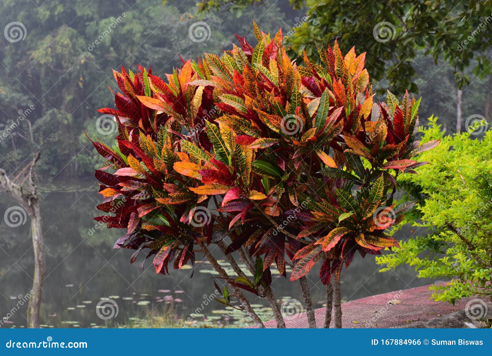 This is an Image of Beautiful Coloured Leaflet Plant in India Stock ...