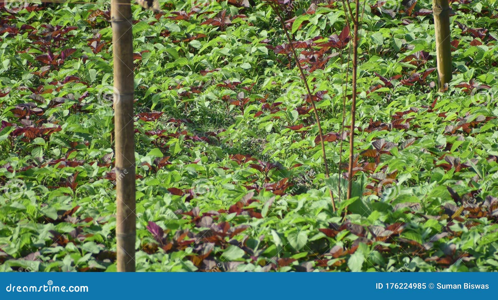 This is an Image of Beautiful Data Shak Farming in India . Stock Image ...