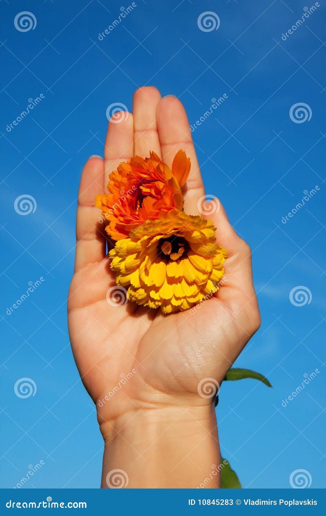 Image of Beautiful Flower in Hand Stock Image - Image of gesturing ...