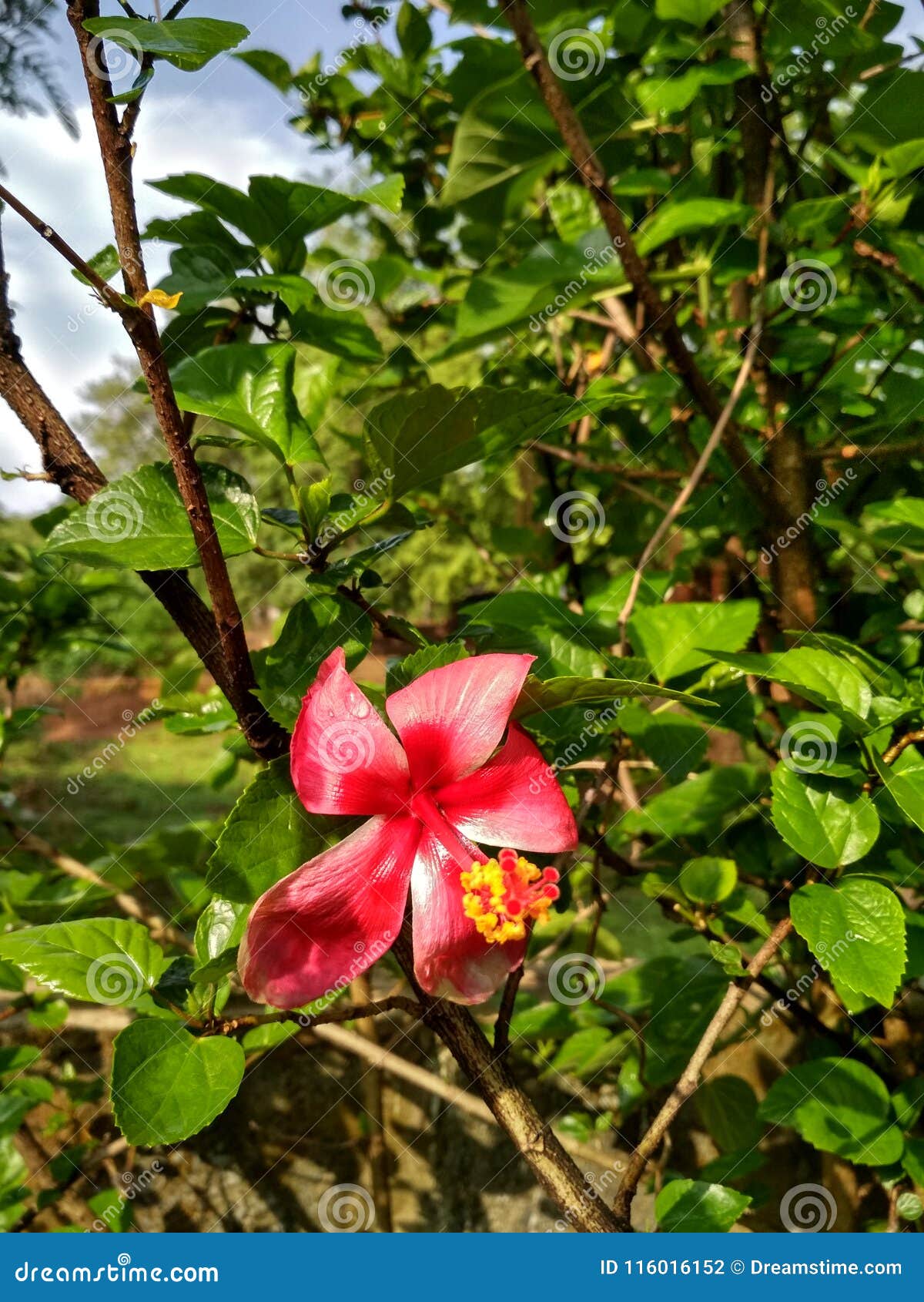 Image of Beautiful Flower Red Flower Stock Photo - Image of plant ...