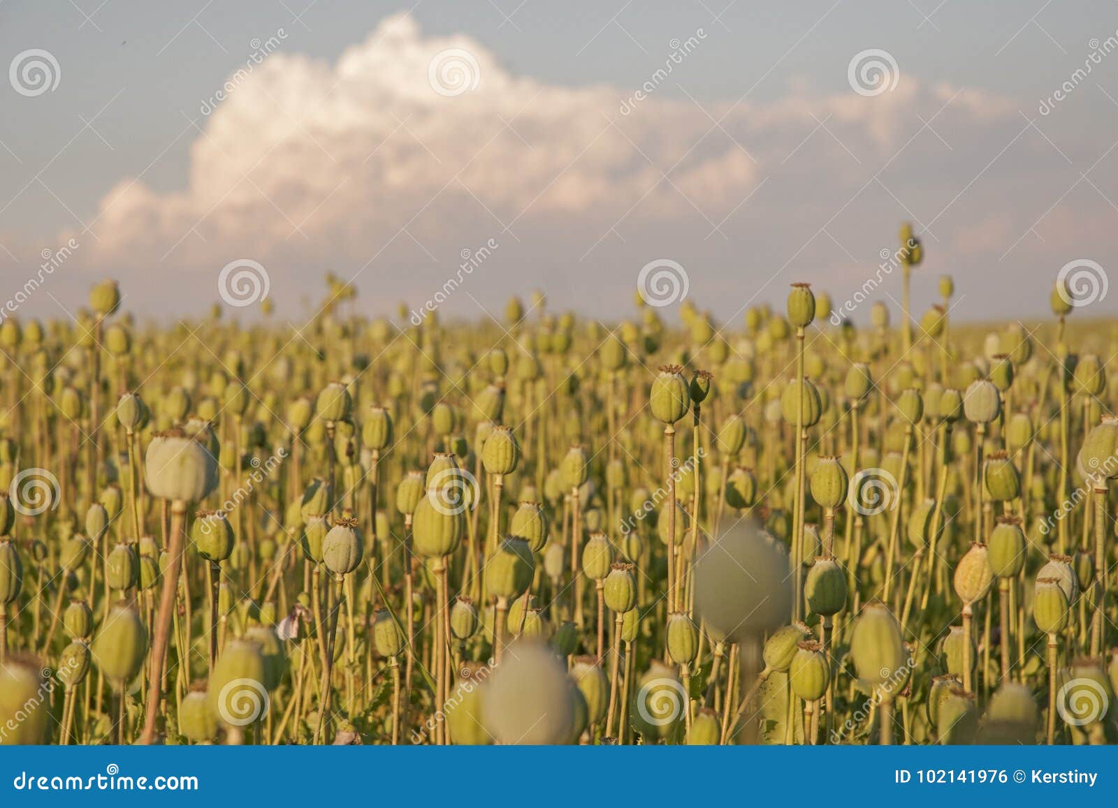 Poppy heads stock photo. Image of garden, season, decoration - 102141976