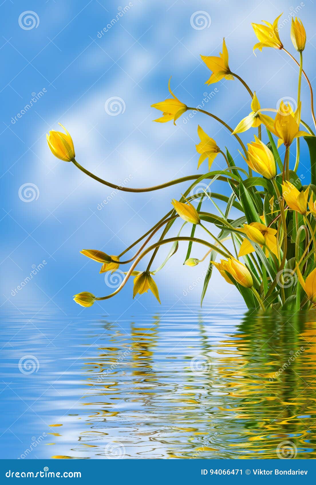 Image of Beautiful Flowers in Water Stock Image - Image of composition ...
