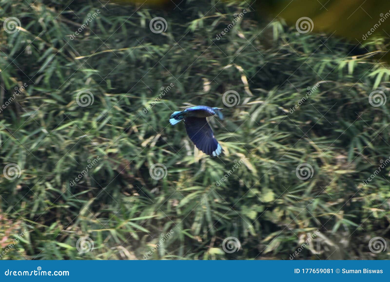 This is an Image of Beautiful Flying Blue Bird in India . Stock Image ...