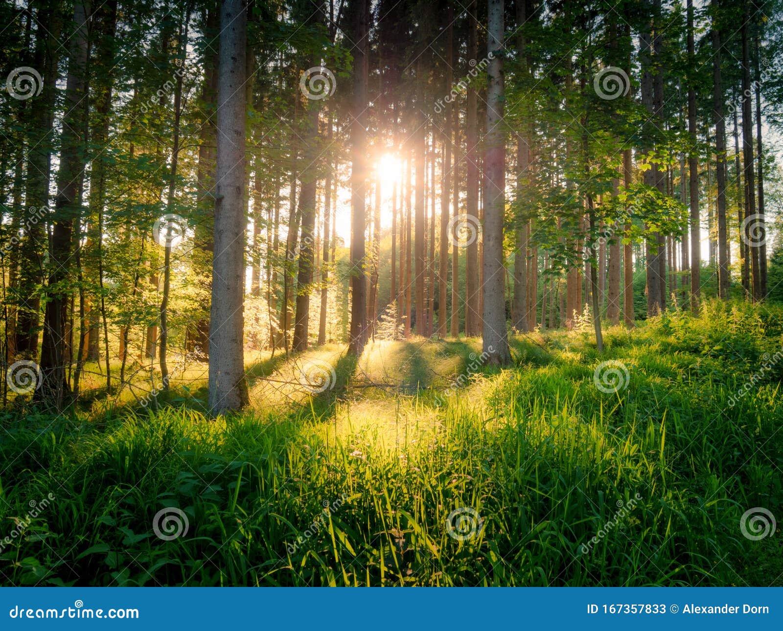 Image of Beautiful Forest with Sunlight and Fairy Tale Mood Stock Image ...