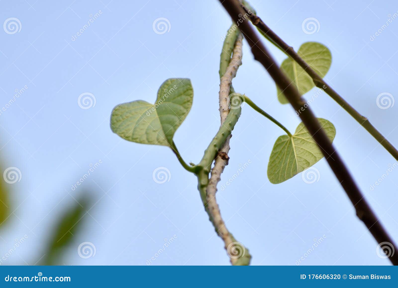 This Is An Image Of Beautiful Giloy Leaf Or Giloy Plant . Stock Photo ...