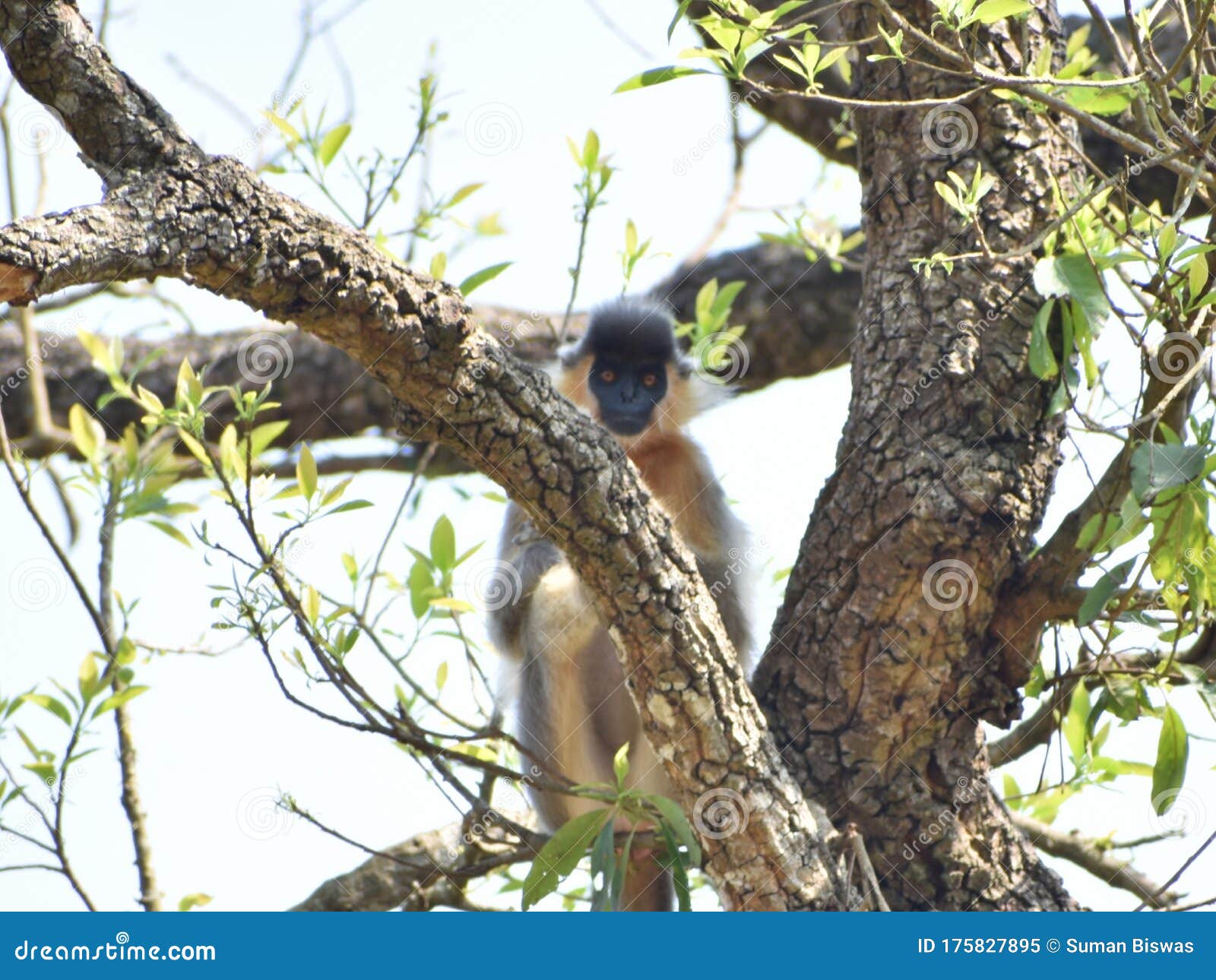 This is an Image of Beautiful Indian Capped Langoor Sitting of the ...