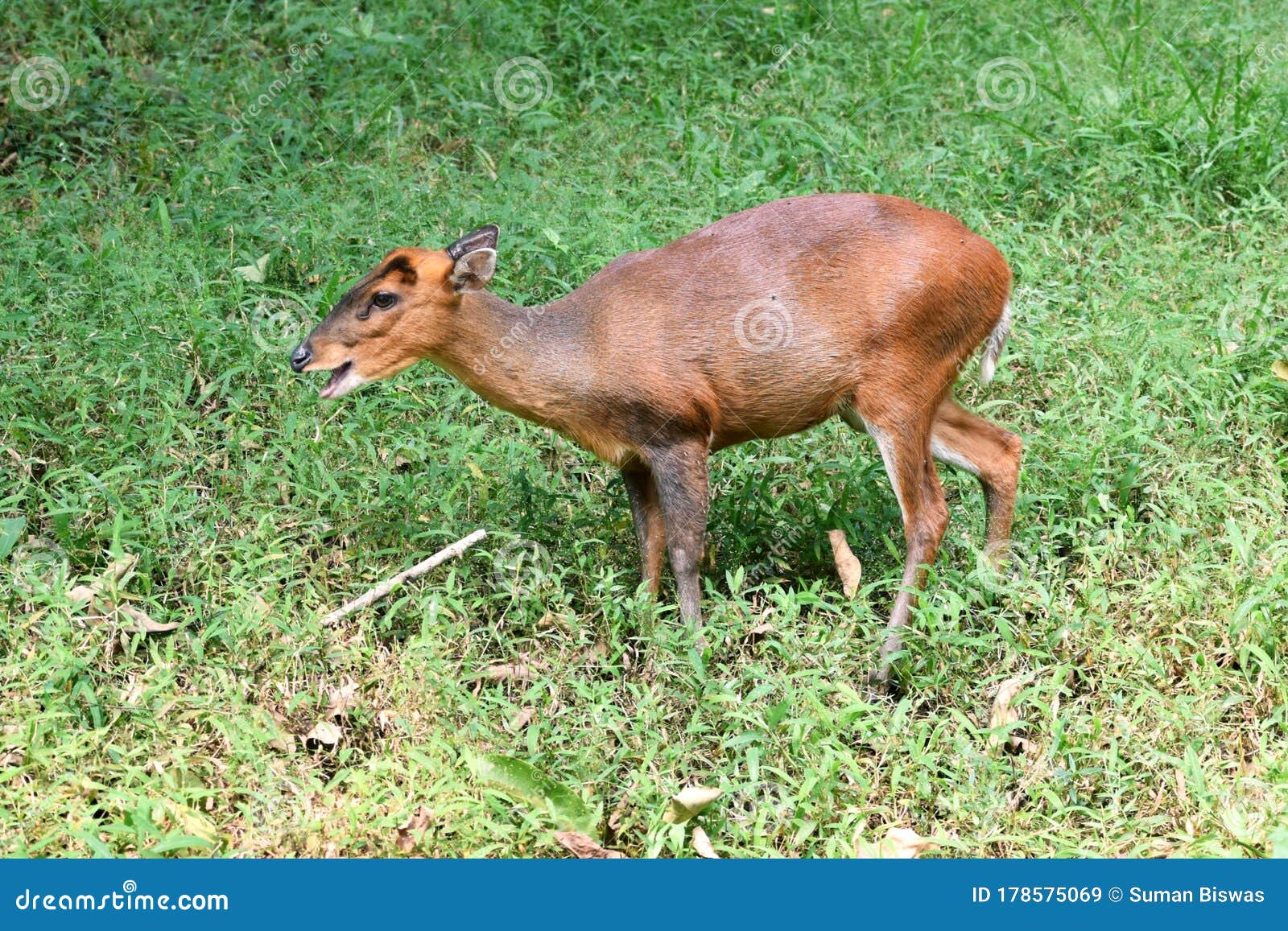 This is an Image of Beautiful Indian Hog Deer or Axis Porcinus. Stock ...