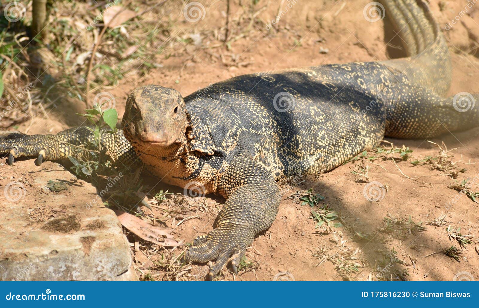 Indian Monitor Lizard Or Bengal Monitor Basking In Morning Sun Covered ...