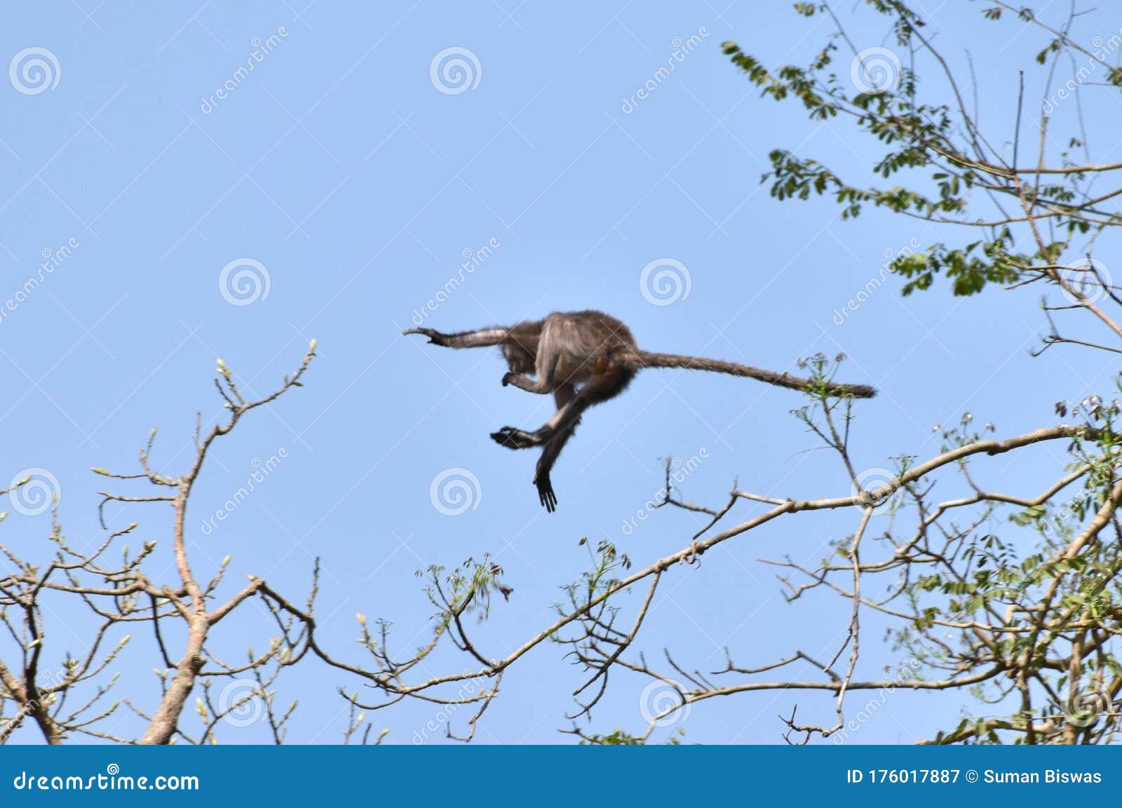 This is an Image of Beautiful Indian Spectacledmonkey Jumping from One ...