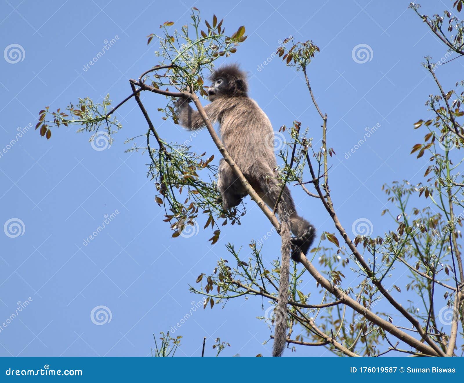 This is an Image of Beautiful Indian Spectacledmonkey in Tripura India ...