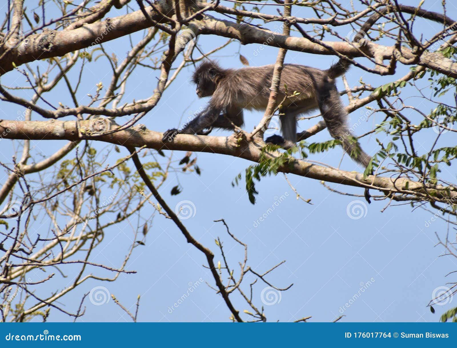 This is an Image of Beautiful Indian Spectacledmonkey Walking of the ...