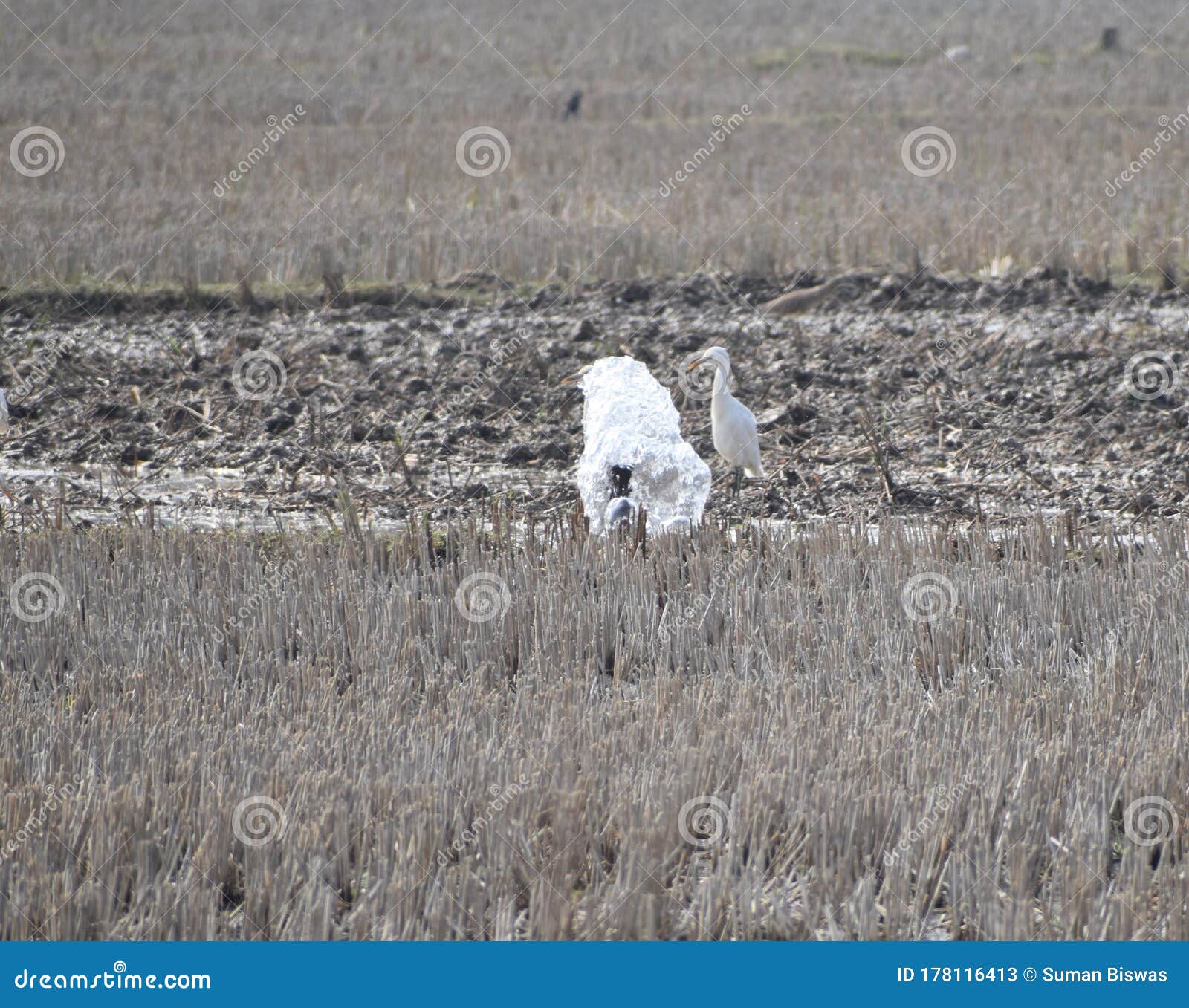 This is an Image of Beautiful Irrigation in a Farm Land in Rural India ...
