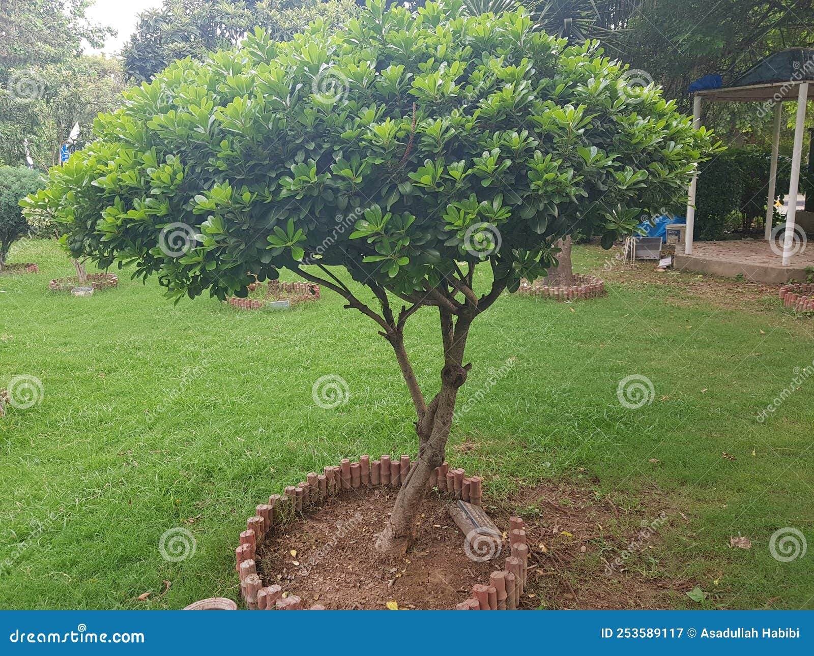 An Image of Beautiful Landscape Tree Cutting Shape Stock Image - Image ...