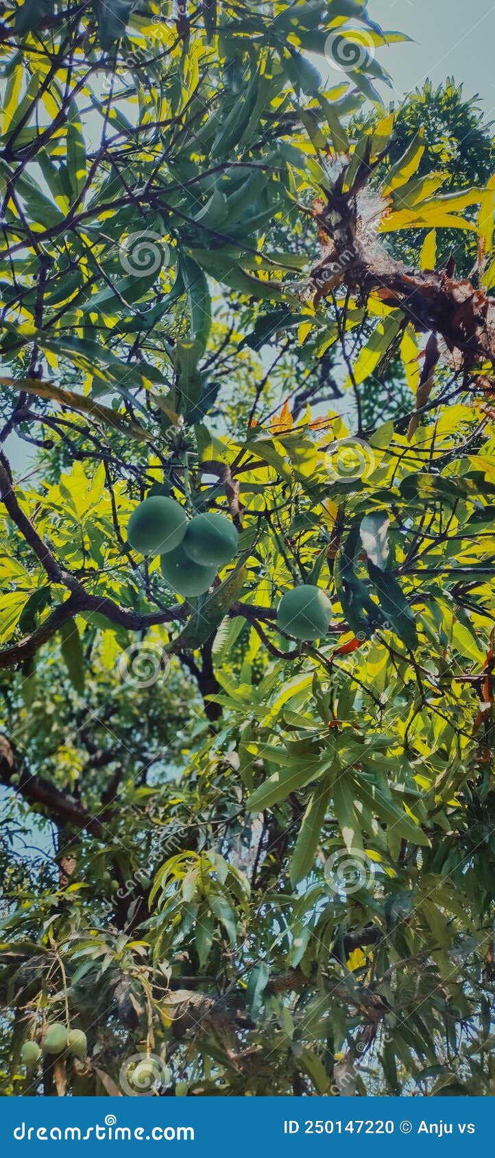 Image of Beautiful Mango Trees. Stock Photo - Image of mango, trees ...