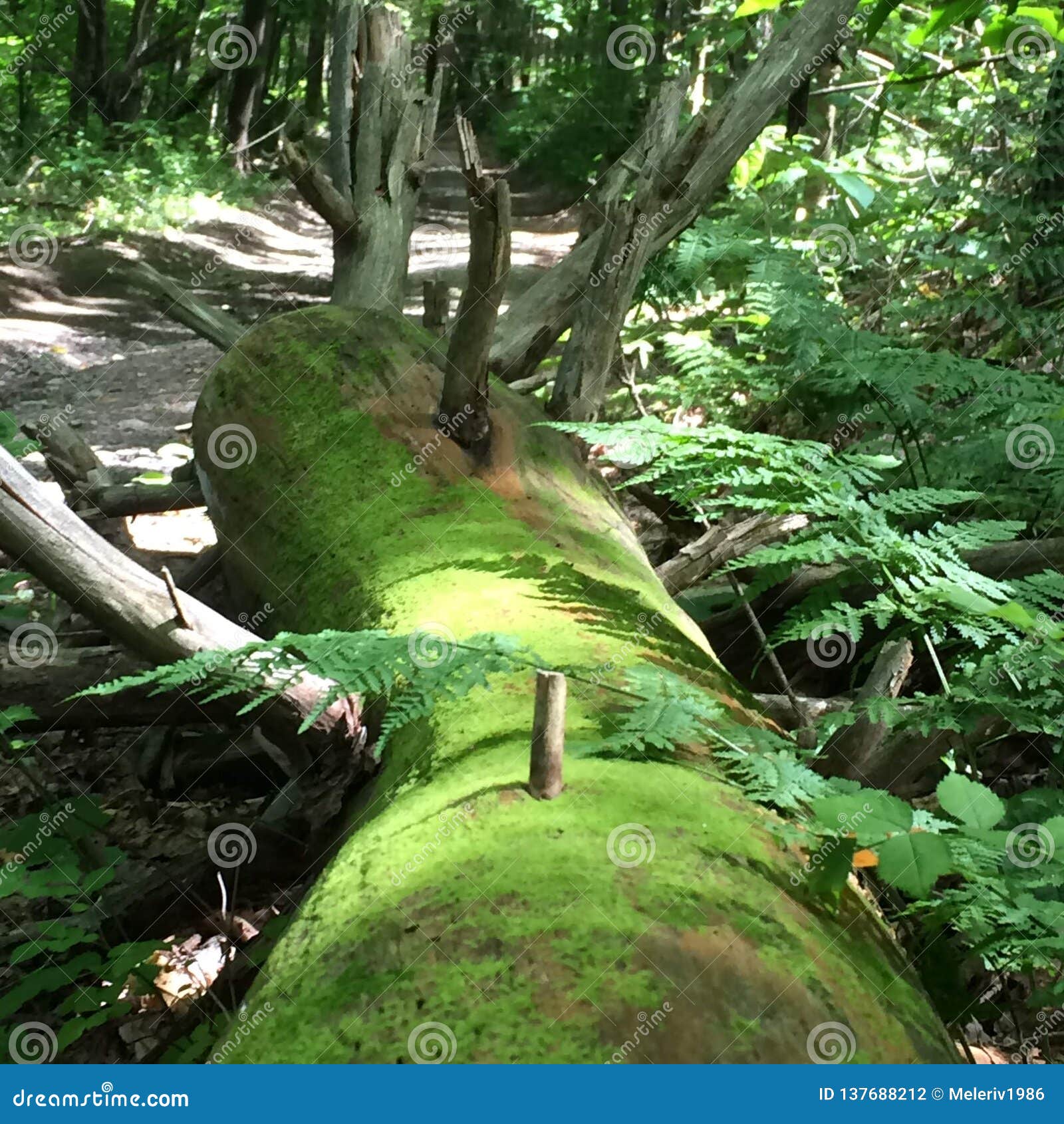 Mossy Log Fallen Over a Hike Trail Stock Photo - Image of trail ...